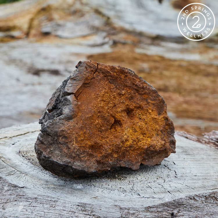 The Power of Chaga Mushroom: Benefits, Uses, and How It Can Transform ...